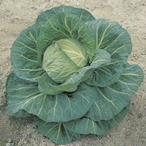 Buy flowers and vegetable seeds and plants online from Mr Fothergills UK