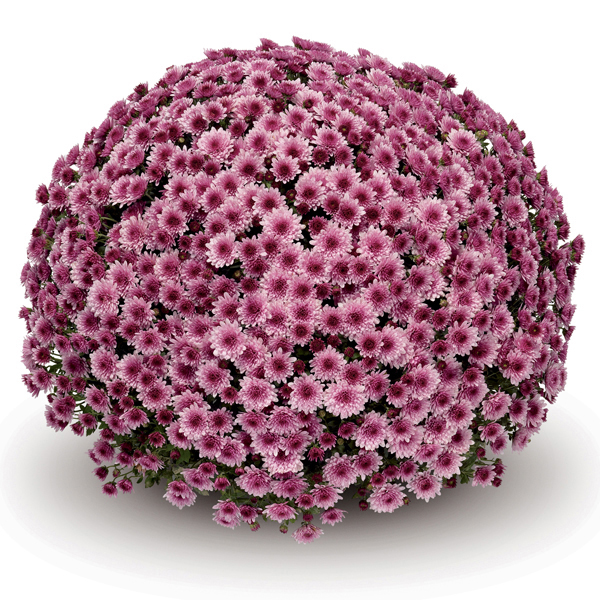 Chrysanthemum Outdoor Pot Plant Collection from Mr Fothergill's Seeds ...