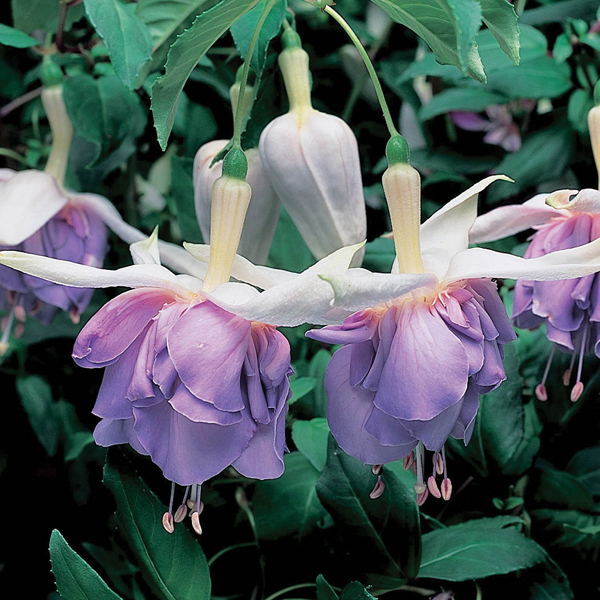 Fuchsia (Giant Trailing) Quasar Plants from Mr Fothergill's Seeds and ...