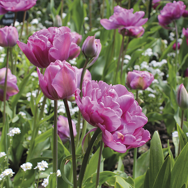 Tulip Lilac Perfection Bulbs from Mr Fothergill's Seeds and Plants