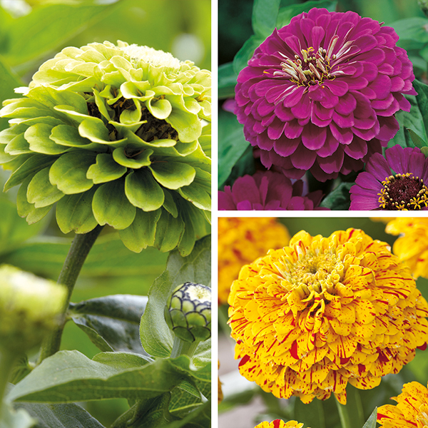 Zinnia Plant Collection from Mr Fothergill's Seeds and Plants