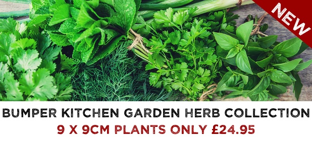 Buy flowers and vegetable seeds and plants online from Mr Fothergills UK